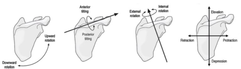 Scapular Alignment – Book Companion app